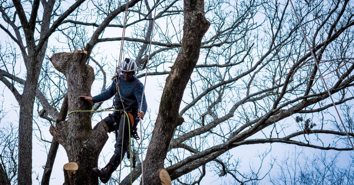 Tree Lopping Rotorua | Trusted & Affordable Tree Lopping